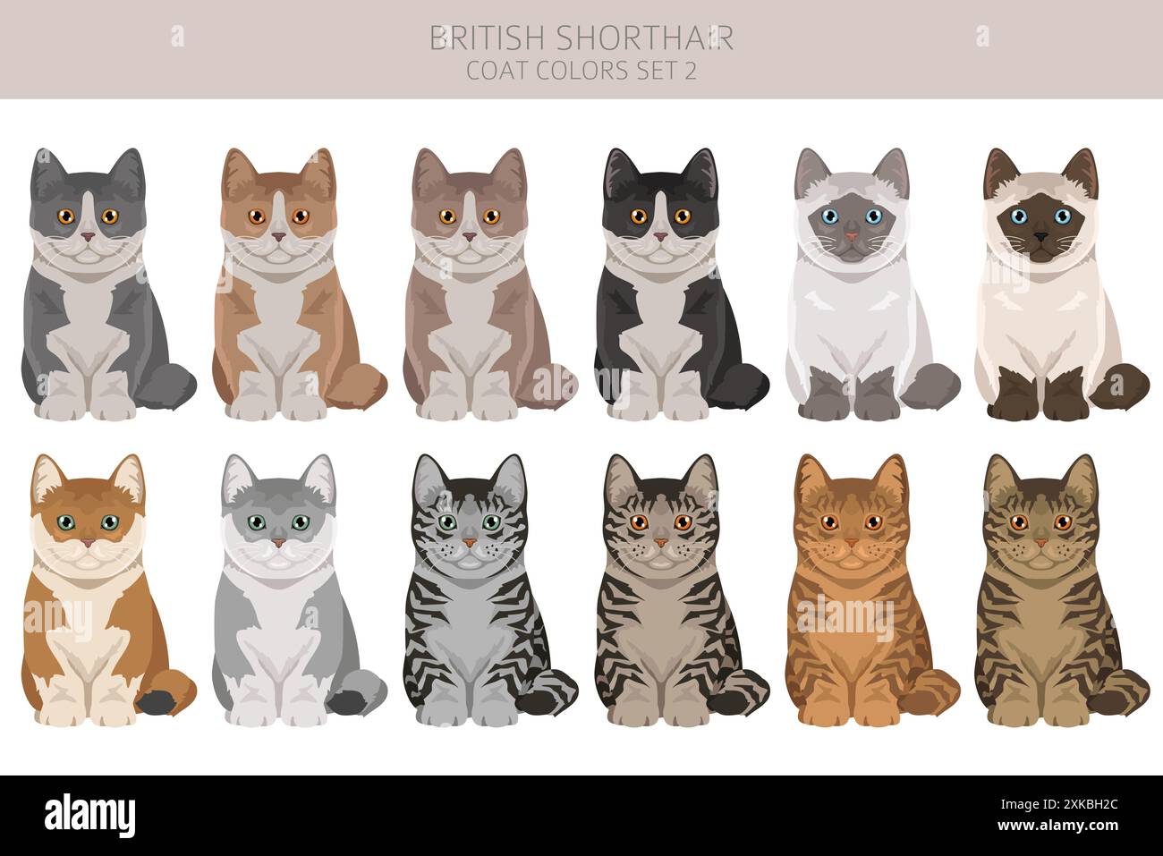 British shorthair Cat clipart. All coat colors set. All cat breeds ...