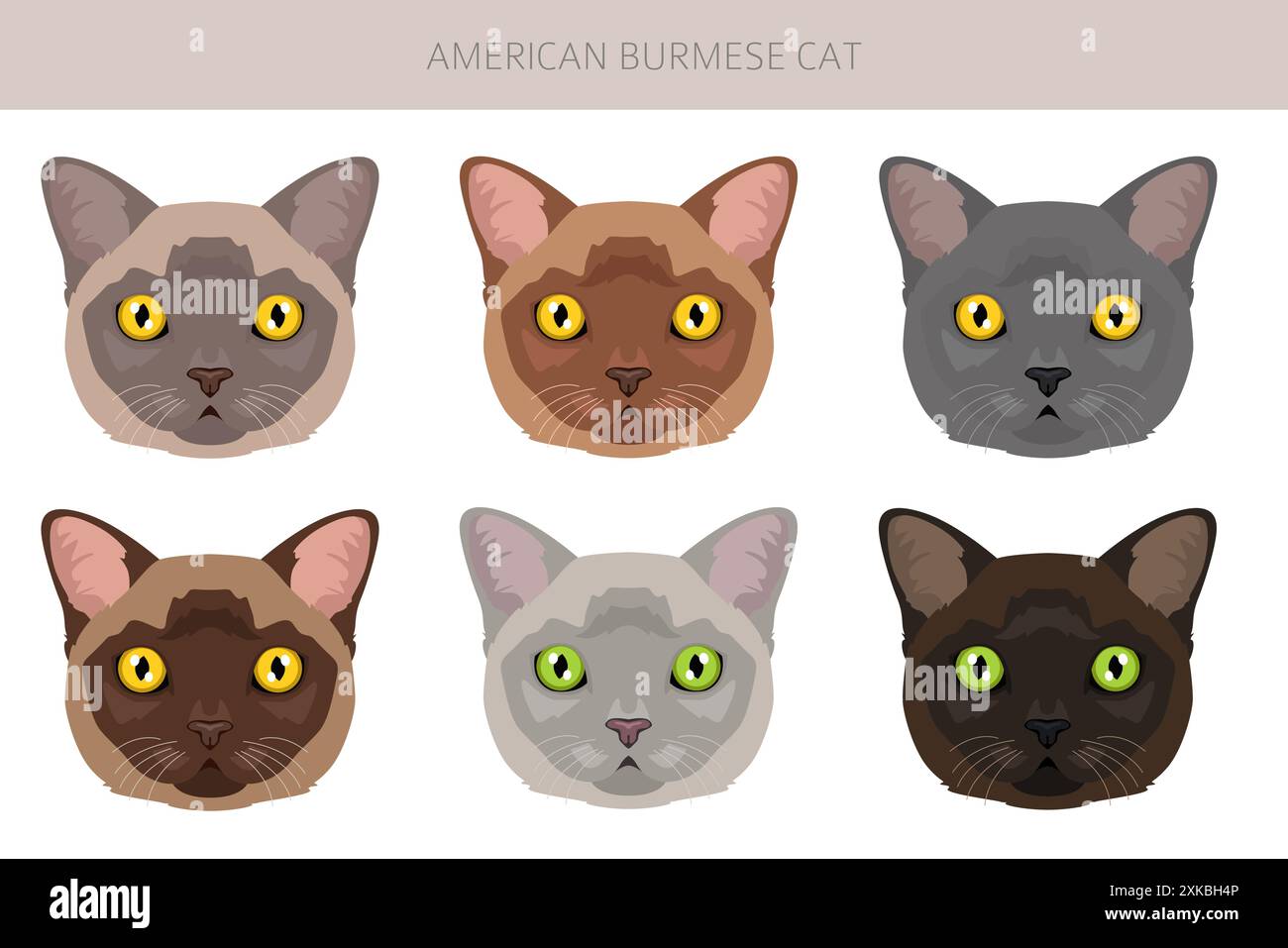 American Burmese Cat Clipart All Coat Colors Set All Cat Breeds