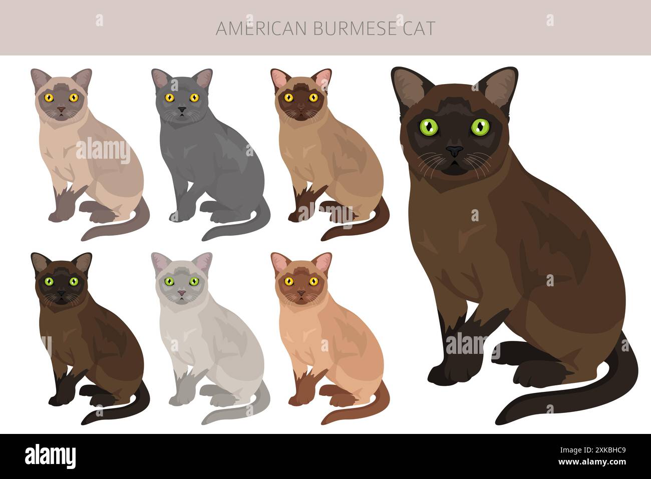 American Burmese Cat clipart. All coat colors set. All cat breeds ...
