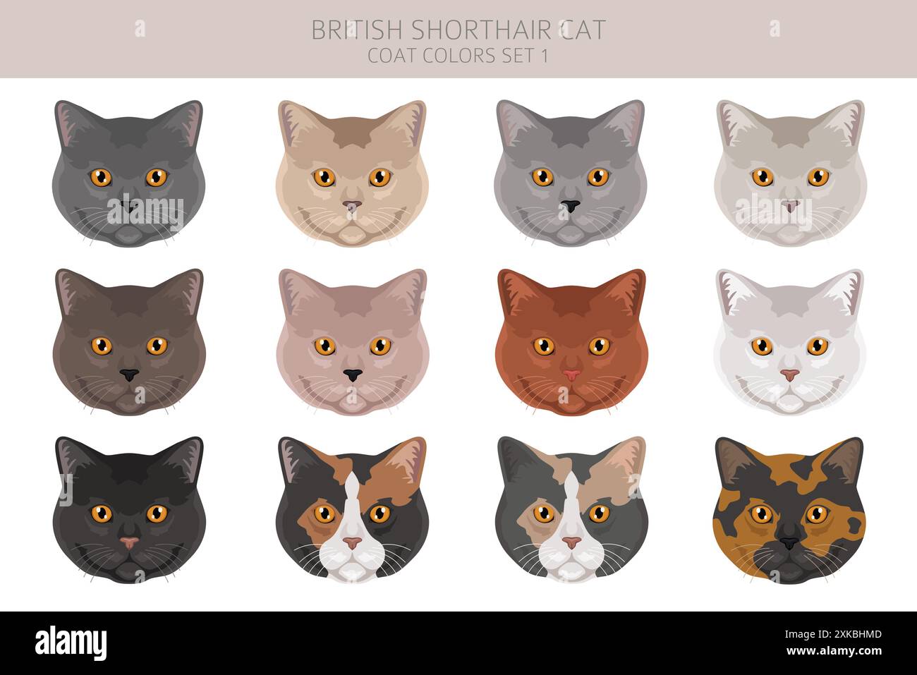 British shorthair Cat clipart. All coat colors set. All cat breeds ...