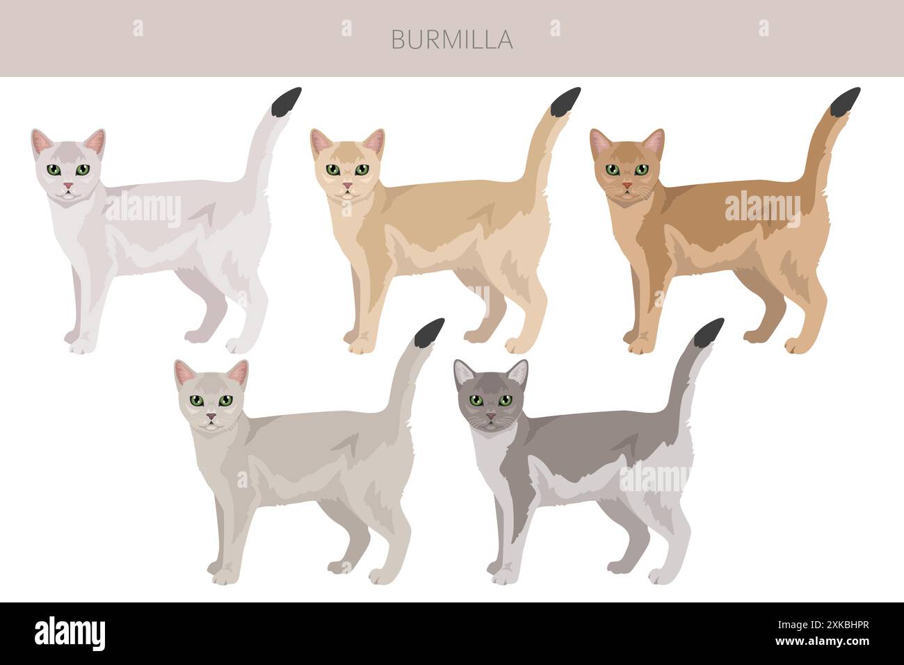 Burmilla Cat clipart. All coat colors set. All cat breeds ...