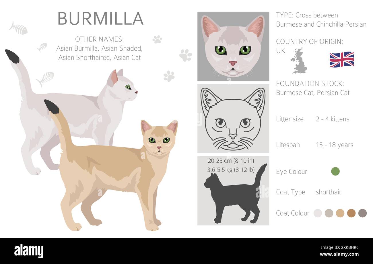 Burmilla Cat clipart. All coat colors set. All cat breeds ...