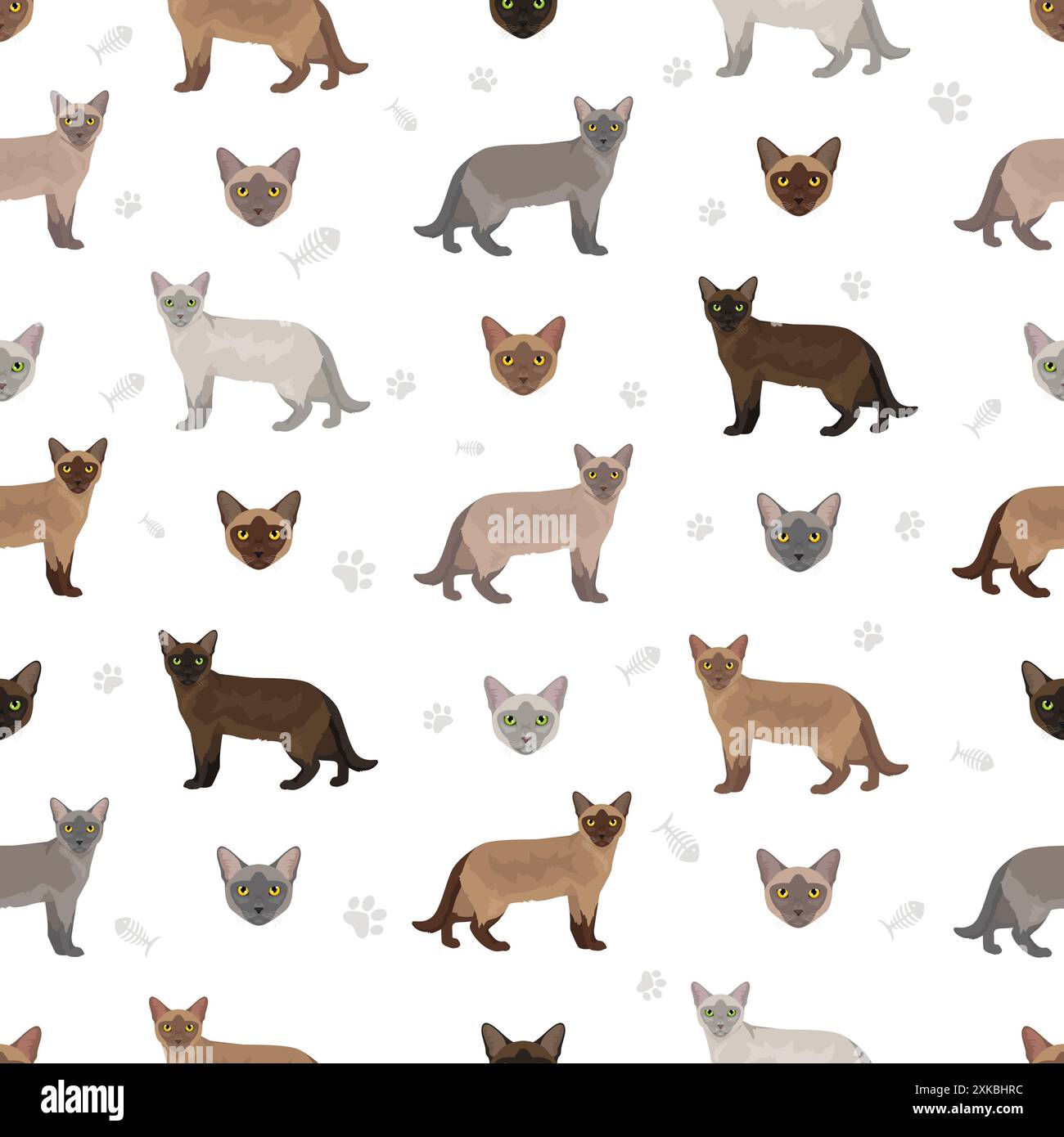 European Burmese Cat Seamless Pattern All Coat Colors Set All Cat