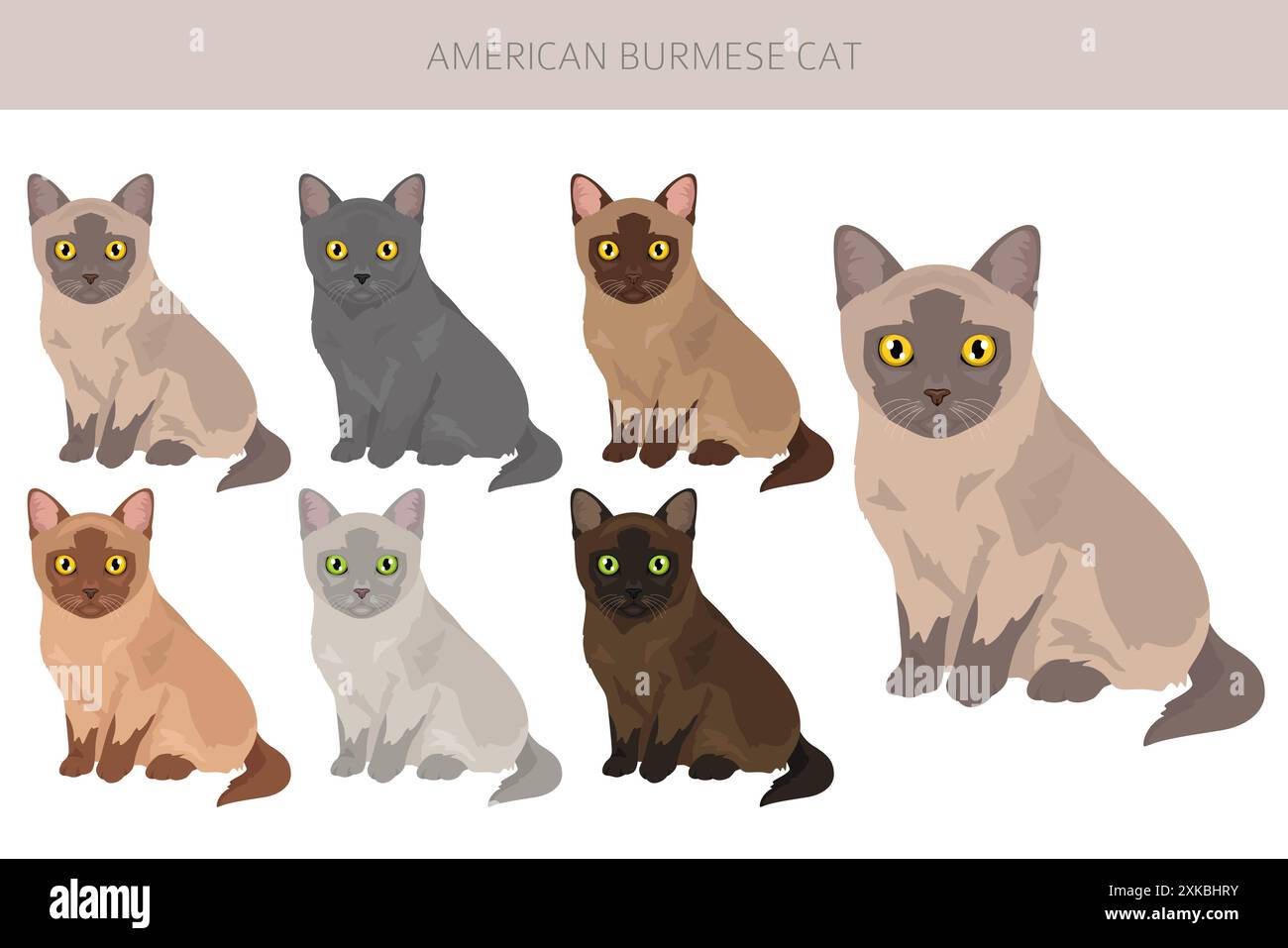 American Burmese Cat Colors Burmese Cat Breed Information | Purina UK