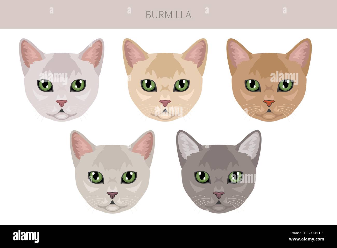 Burmilla Cat clipart. All coat colors set. All cat breeds ...