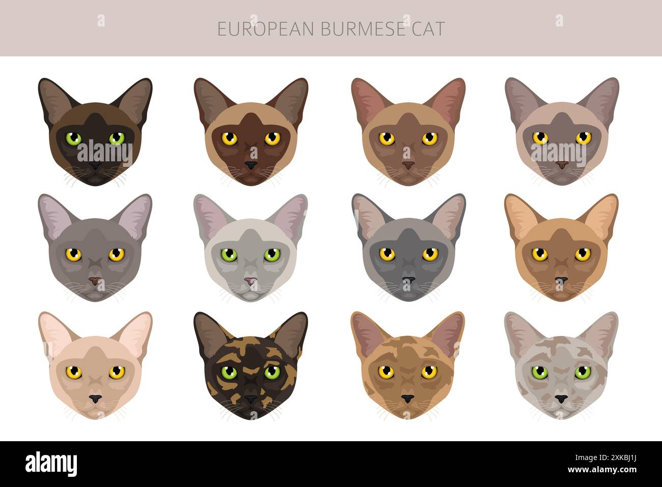 European Burmese Cat clipart. All coat colors set. All cat breeds ...