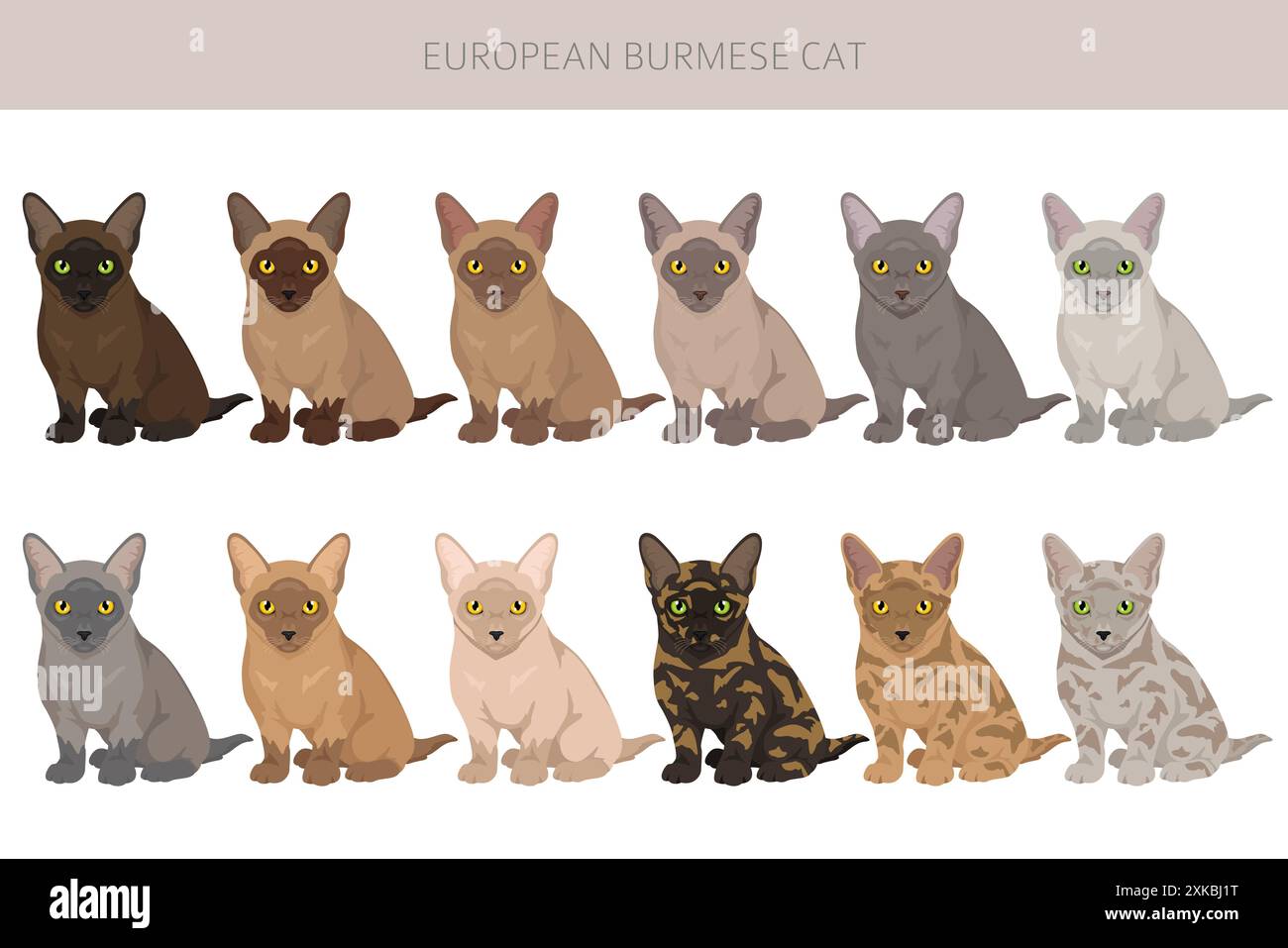 European Burmese Cat clipart. All coat colors set. All cat breeds ...