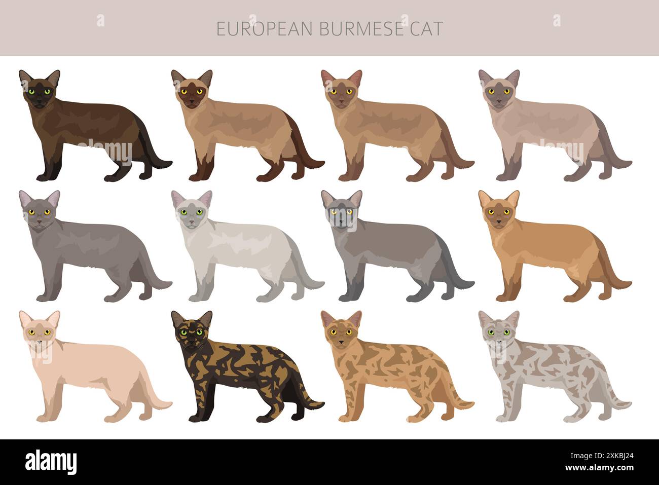 European Burmese Cat clipart. All coat colors set. All cat breeds ...