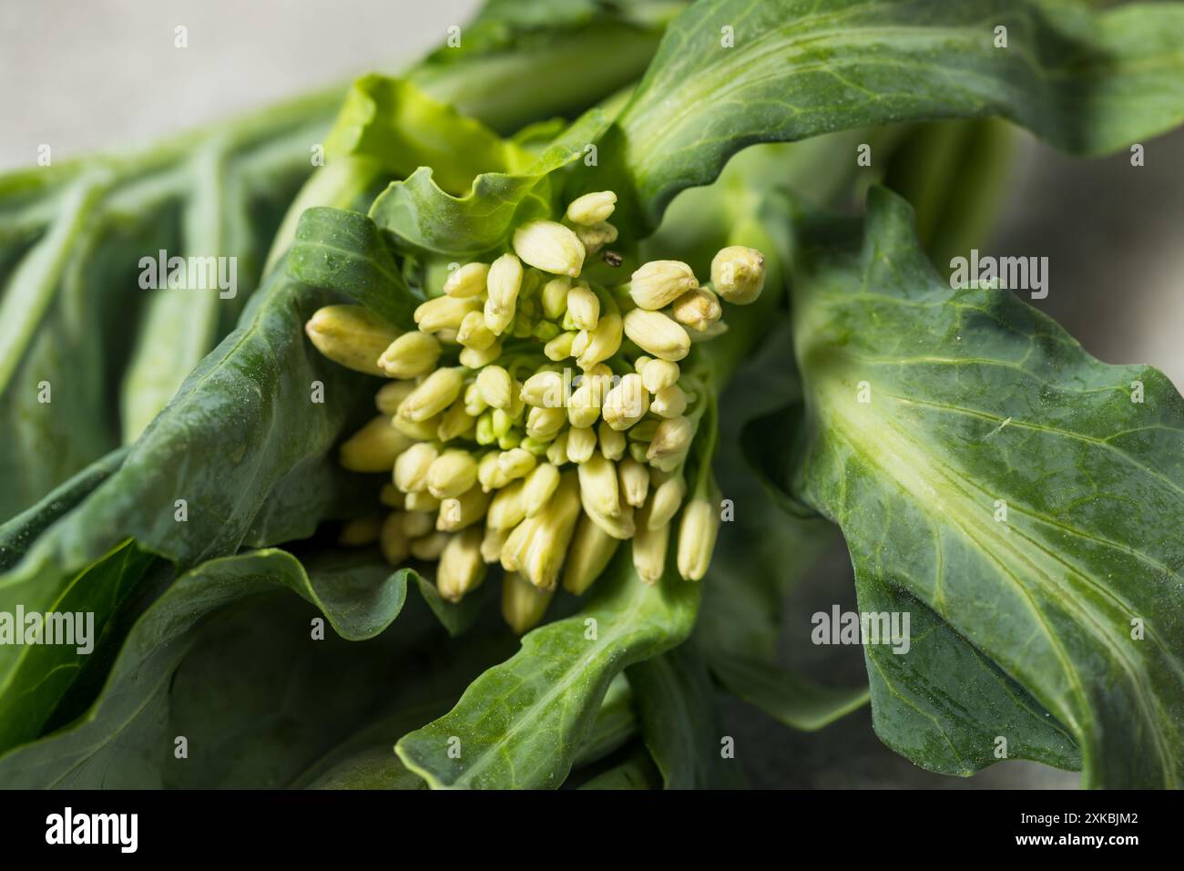 Raw Green Organic Asian Chinese Broccoli Ready to Cook Stock Photo - Alamy