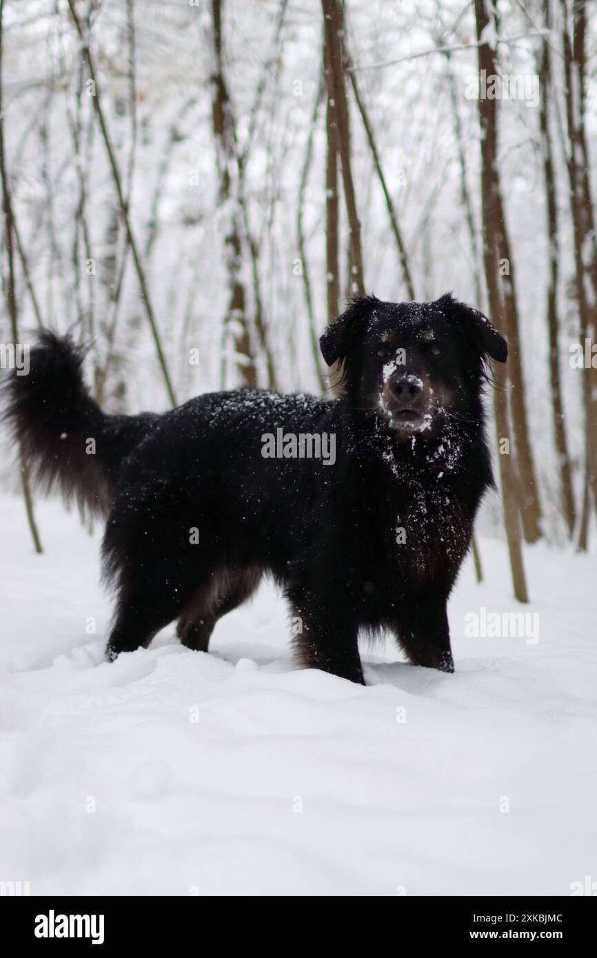 Black dog stands in snowy forest. It is beautiful color contrast Stock ...