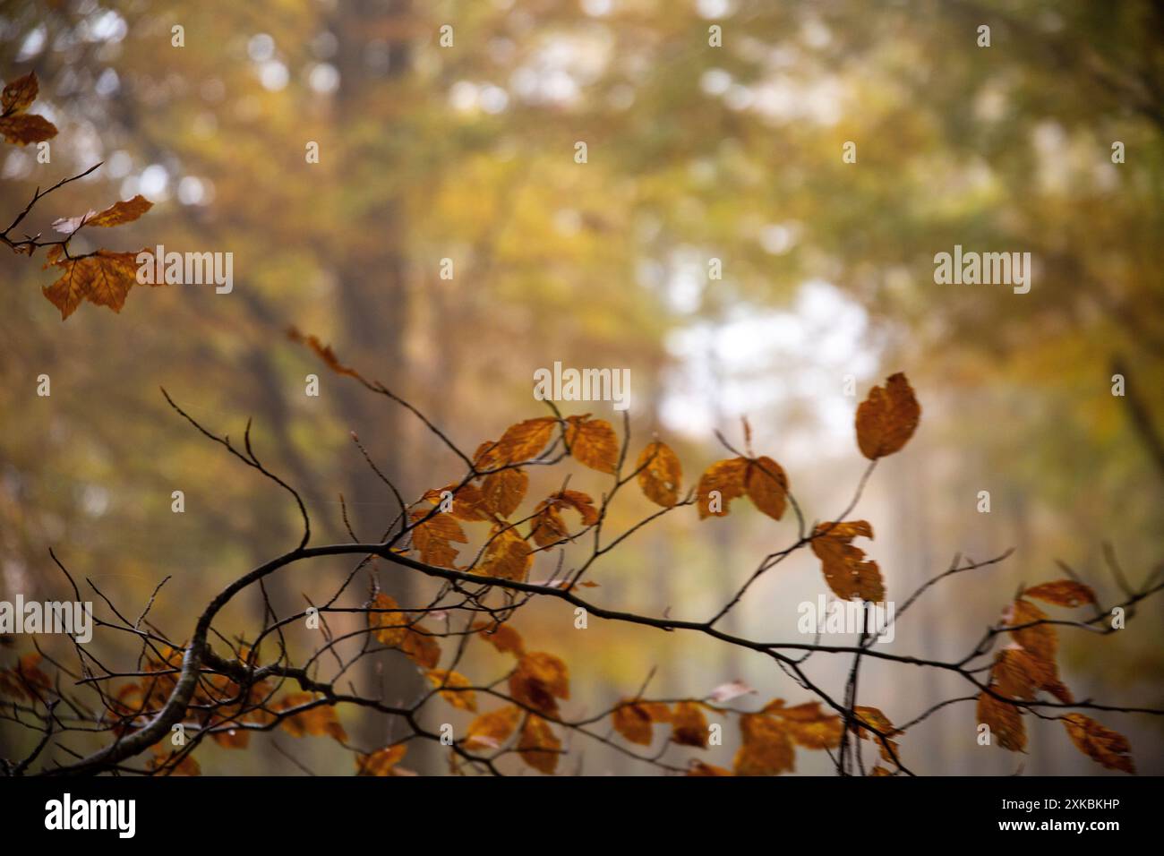 A thin twig with autumn leaves in the foreground against the trees of ...