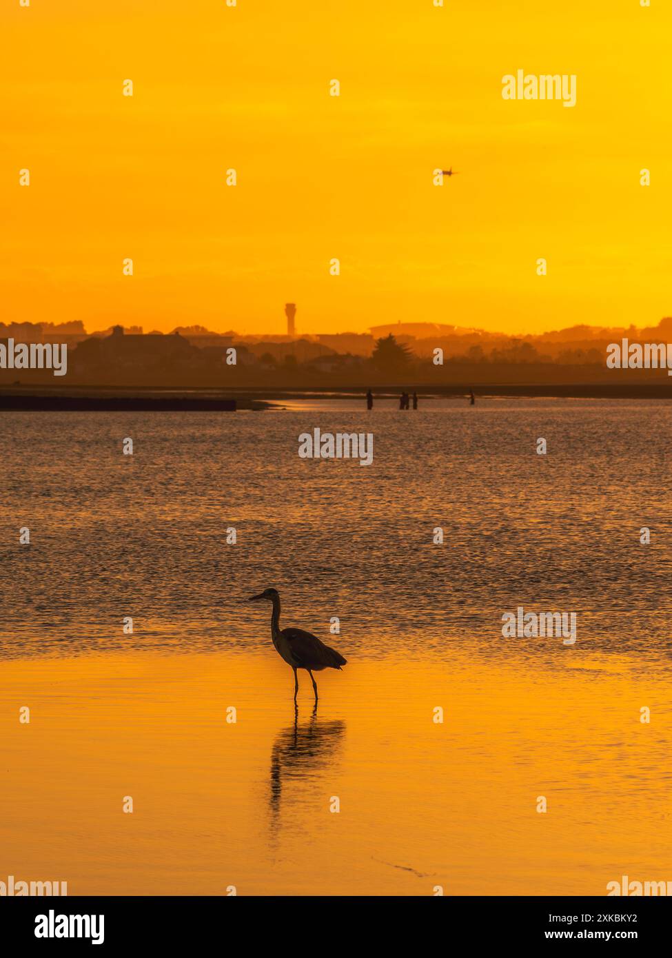 Heron sunset silhouette on Burrow Beach Stock Photo - Alamy