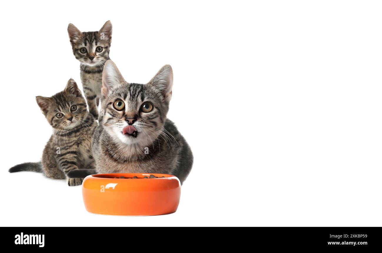 Cute cats on white background, banner design with space for text ...