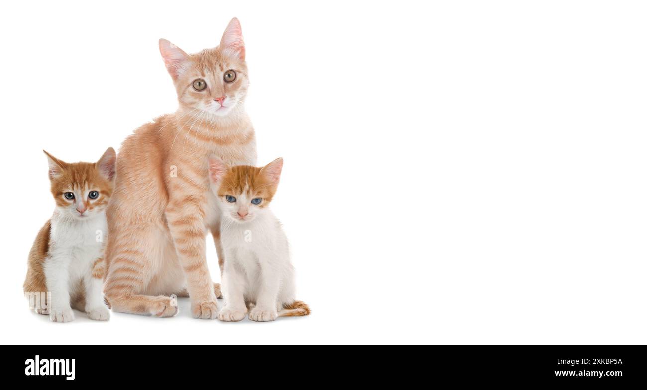 Cute cats on white background, banner design with space for text ...