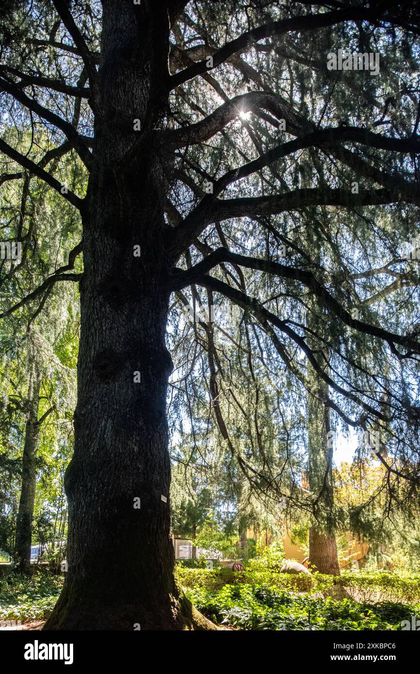 Beautiful Himalayan cedar tree in Fuenteheridos, Huelva, Andalusia ...