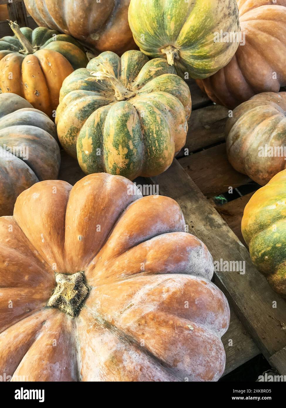 Collection of pumpkins of different colors. Autumn harvest. Halloween ...