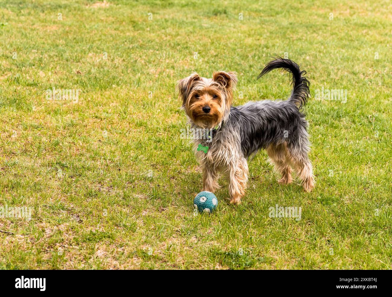 Toy yorkshire terrier hi-res stock photography and images - Alamy