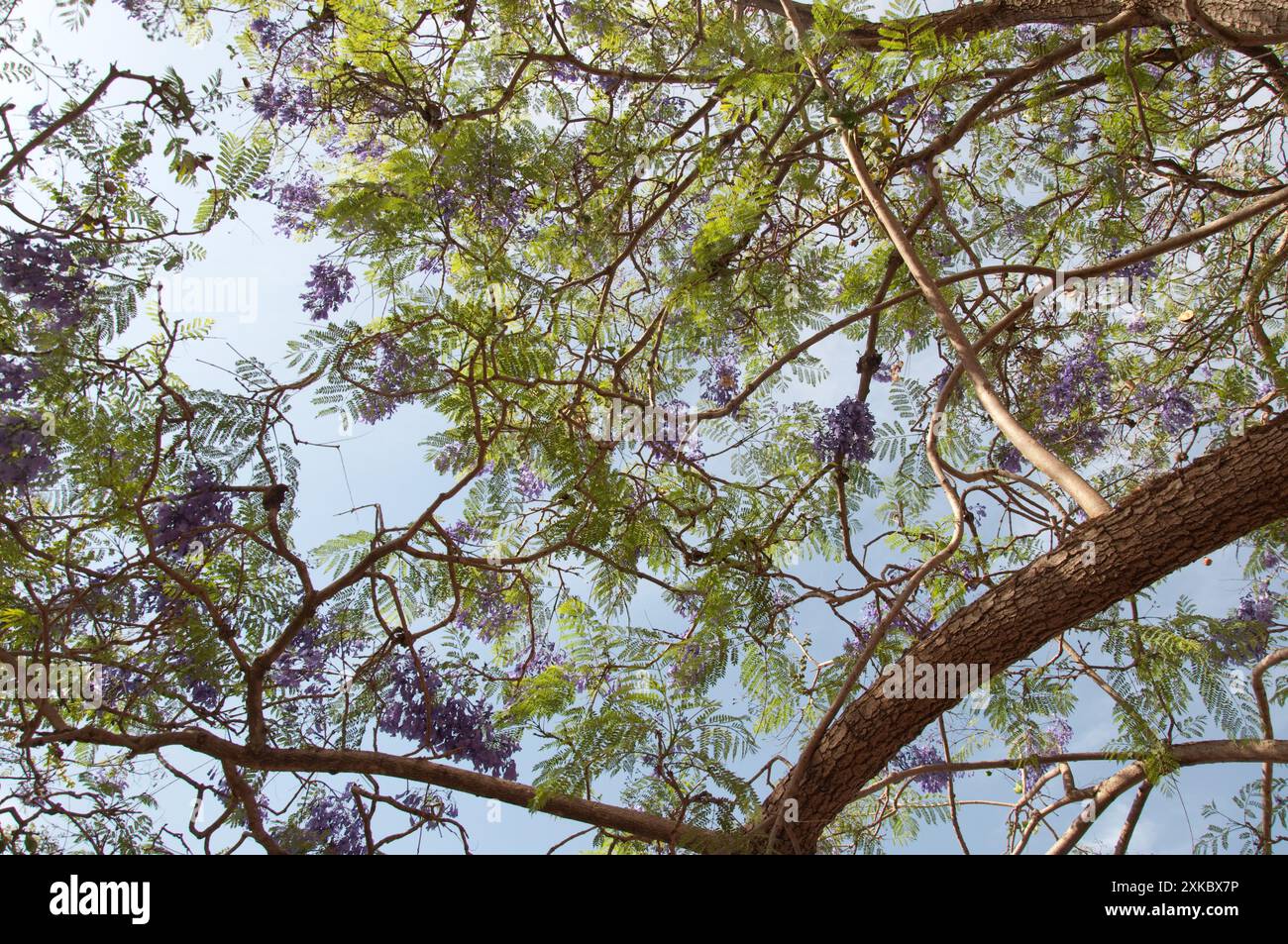 Jacaranda Tree, St Louis Secondary School for Girls, Jos, Plateau State ...