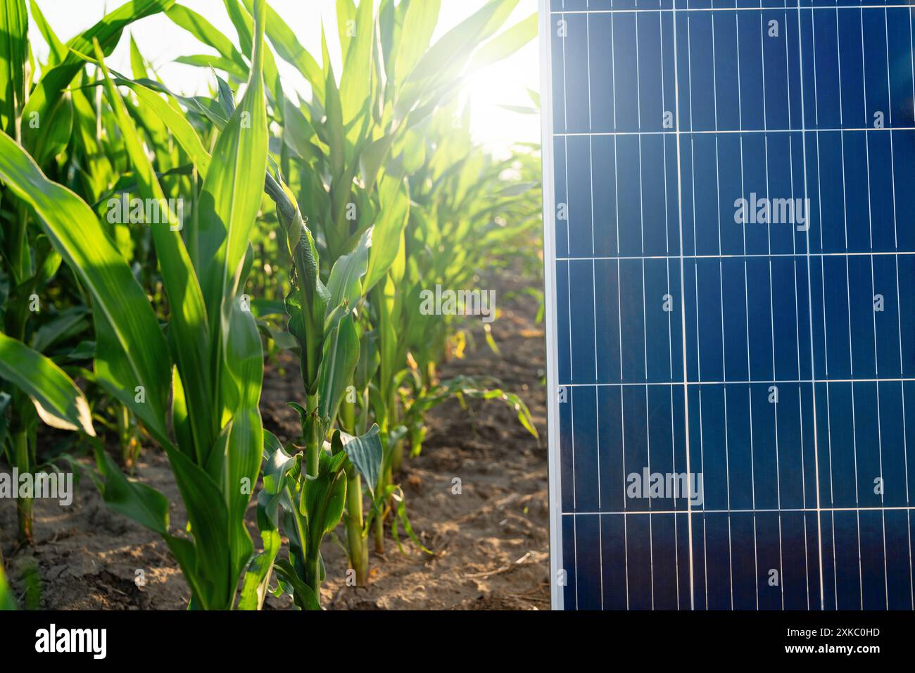 Solar panel and wind turbine on a corn field. Sustainable energy Stock ...