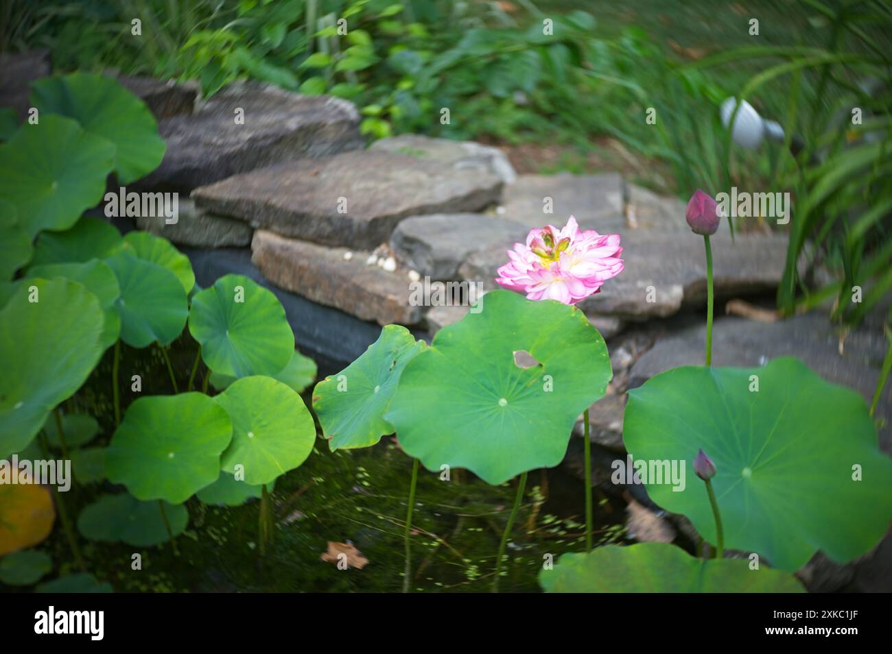 UNITED STATES: 07-04-2024: Garden pond. The genus Nymphaea makes up the ...
