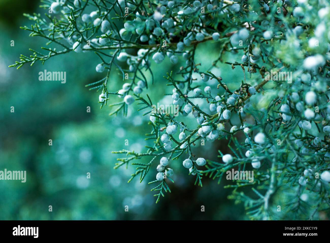 Juniper (Latin Juniperus) evergreen coniferous shrub brunches. Cypress ...