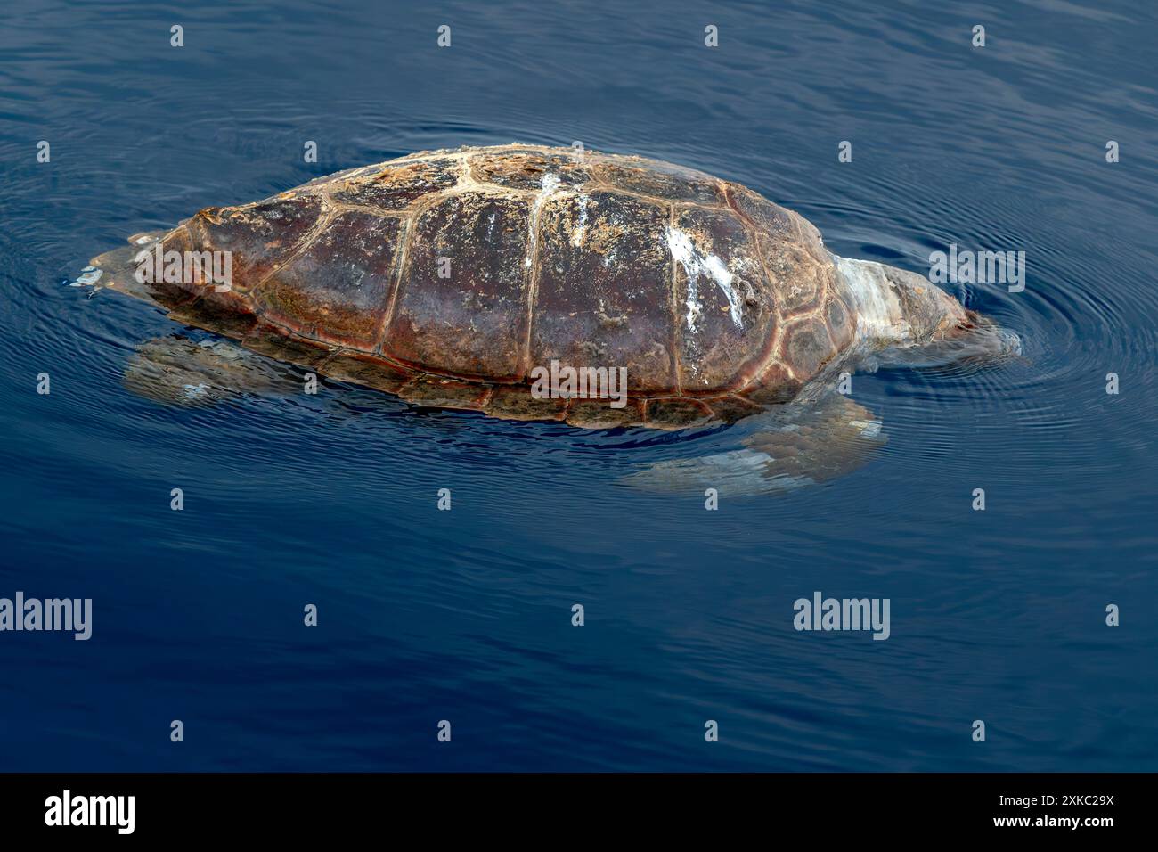 A dead sea turtle caretta on sea surface Stock Photo - Alamy