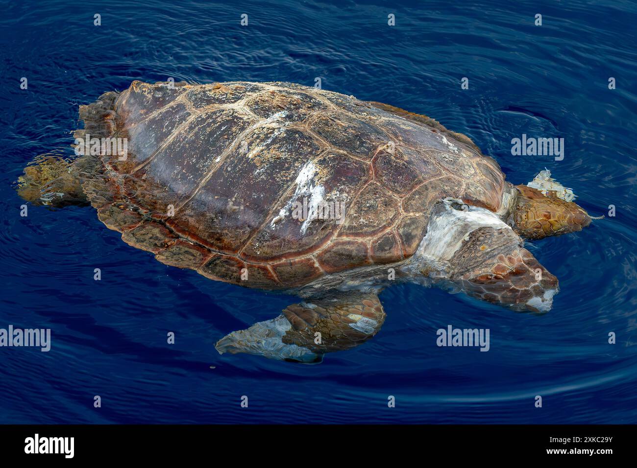 Fishing net sea turtle hi-res stock photography and images - Alamy