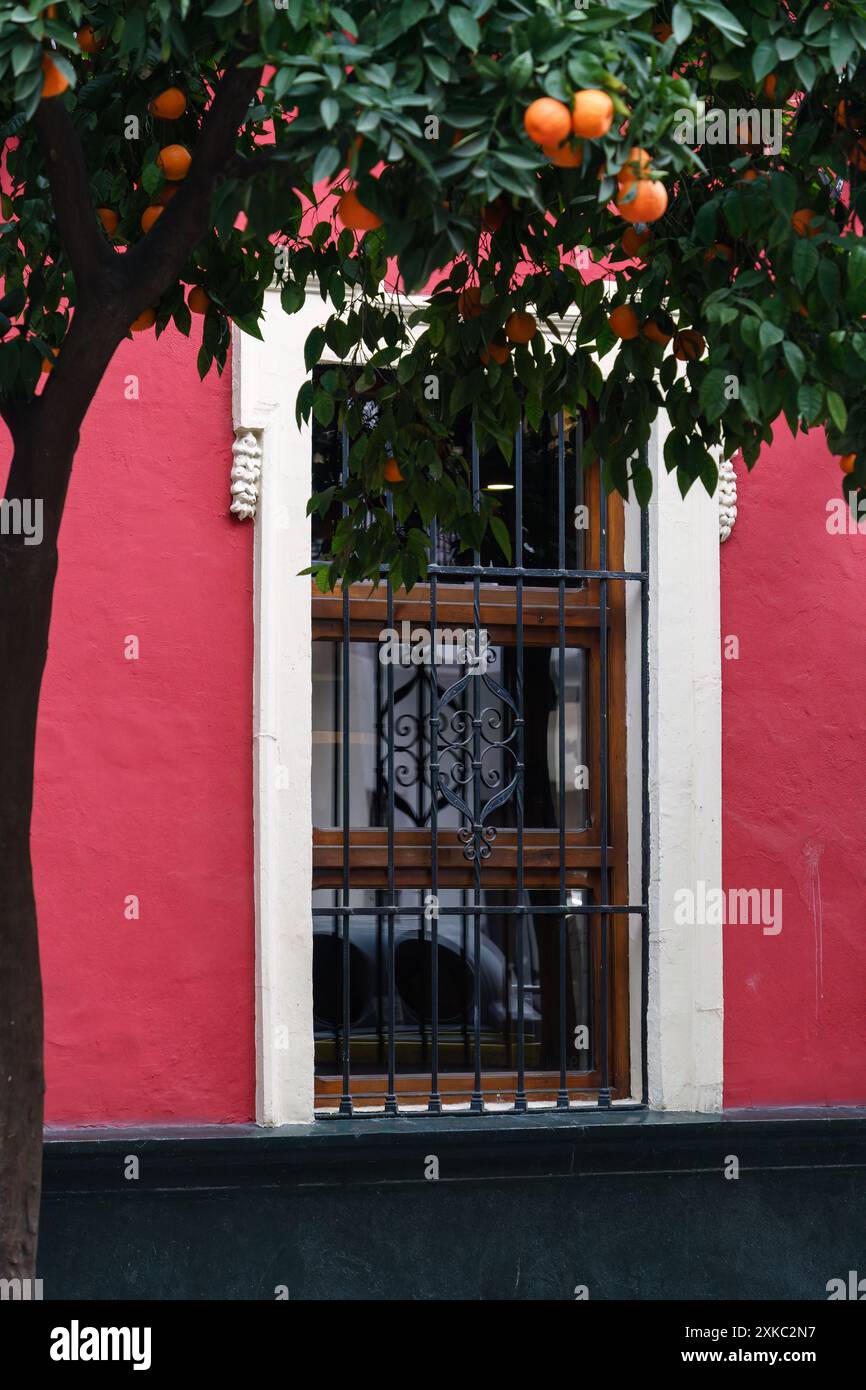 Orange tree growing near a window with bars and a white frame on a red ...