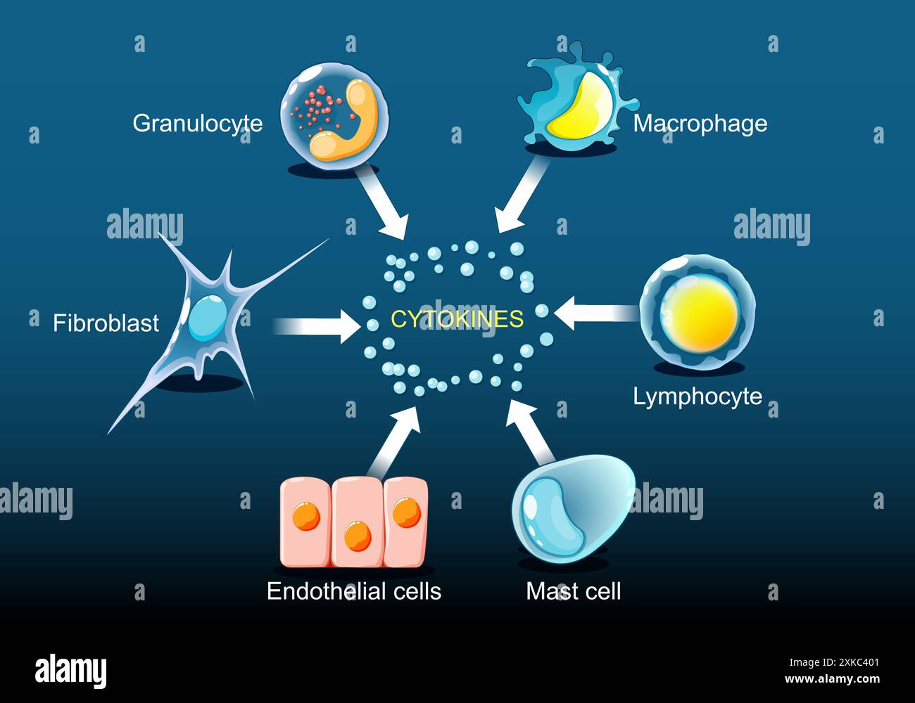 Cytokines are produced by macrophage, lymphocyte, mast cell, endothelial cells, fibroblast and ...