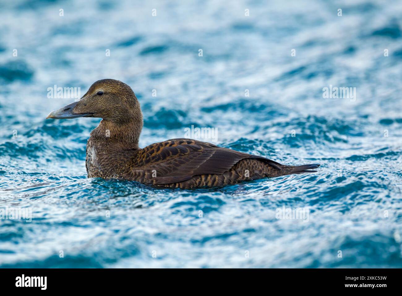 Common Eider also called St. Cuthbert's duck or Cuddy's duck (Somateria ...