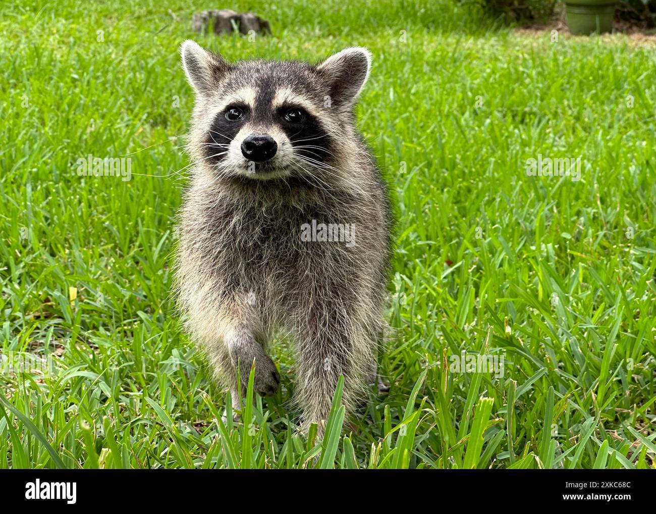 A curious female raccoon, with paws raised and nose twitching ...