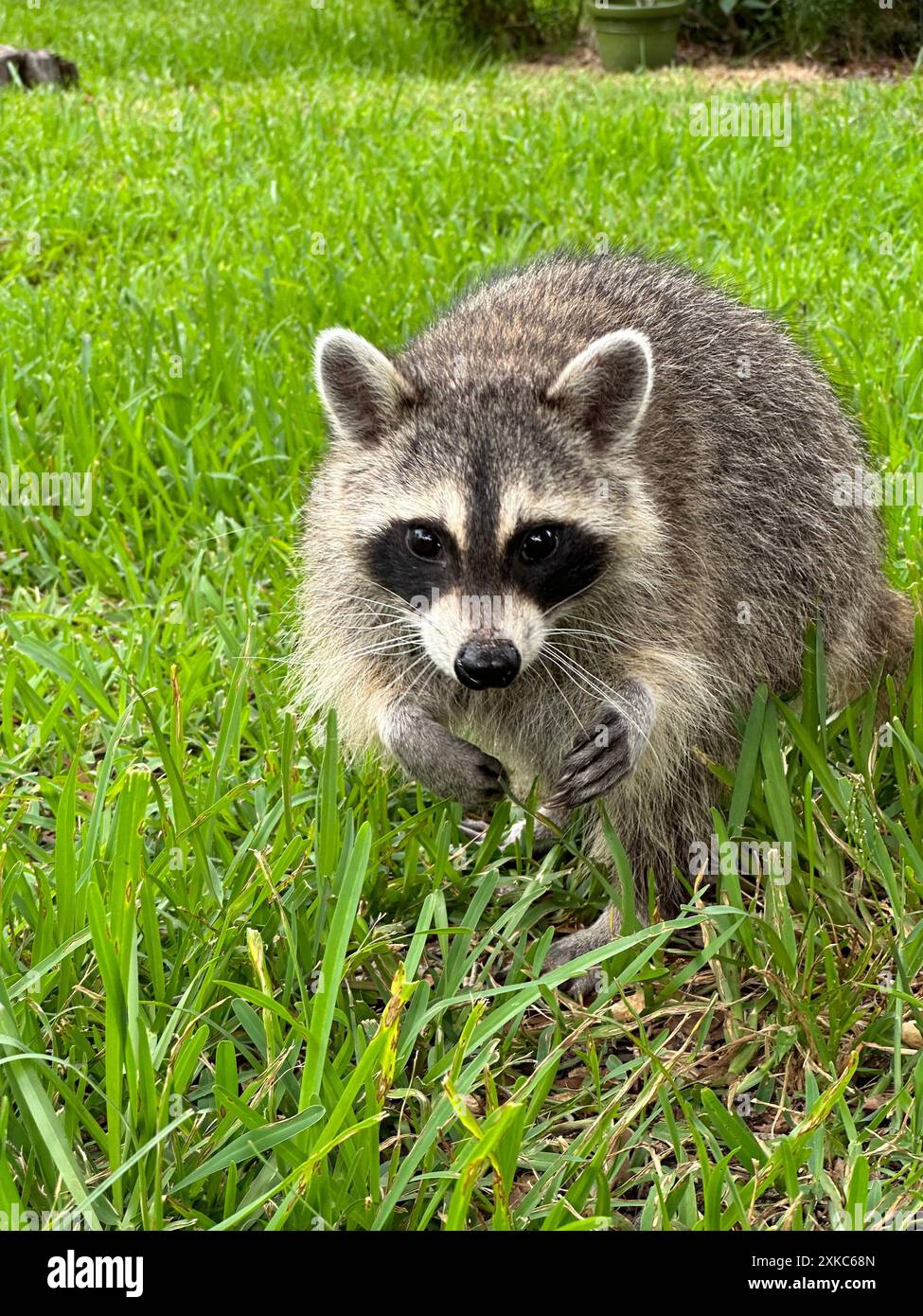 A curious female raccoon, with paws raised and nose twitching ...