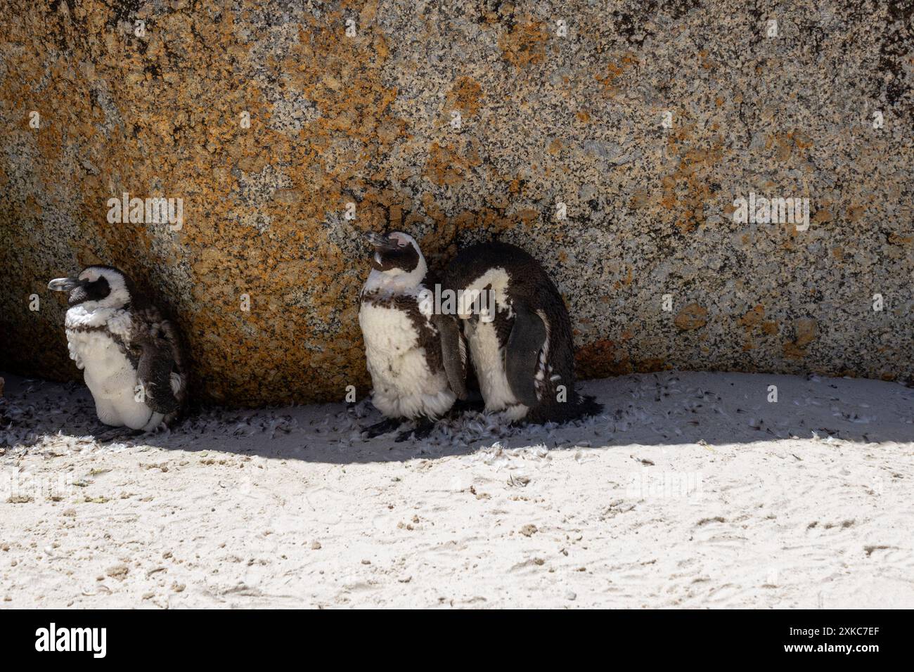 Three African penguins are hiding from the sun in the shade of a large ...