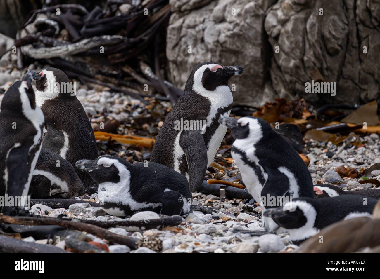 Group of African penguins resting on stone coast. Black-footed ...