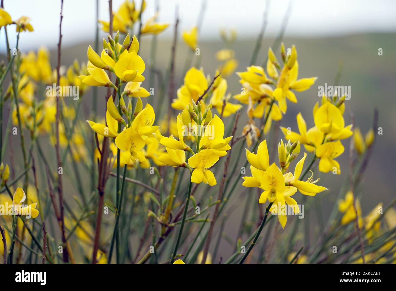 Spanish broom, rush broom or weaver's broom, Pfriemenginster, Spartium ...