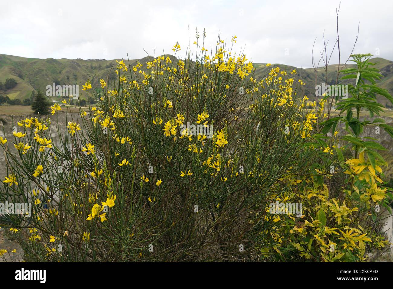 Jeneszter hi-res stock photography and images - Alamy