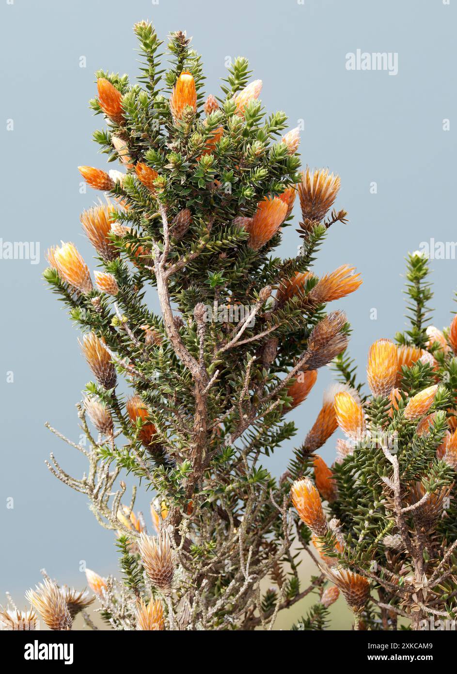 Ecuador flower andes mountain hi-res stock photography and images - Alamy