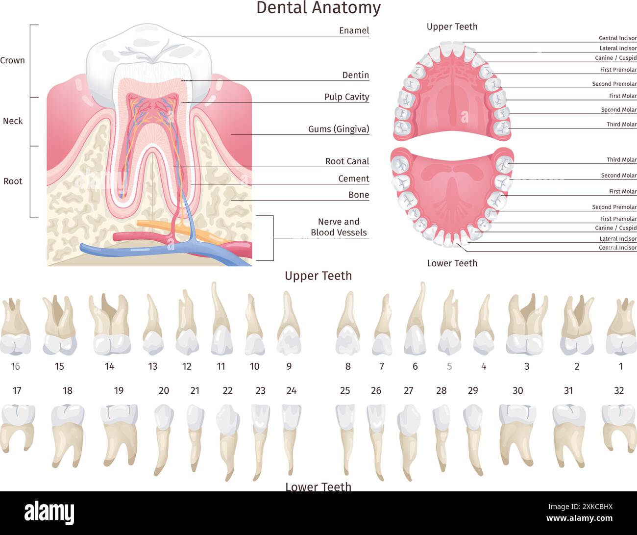 Dental Anatomy Infographic Human Teeth Types Chart Dentistry