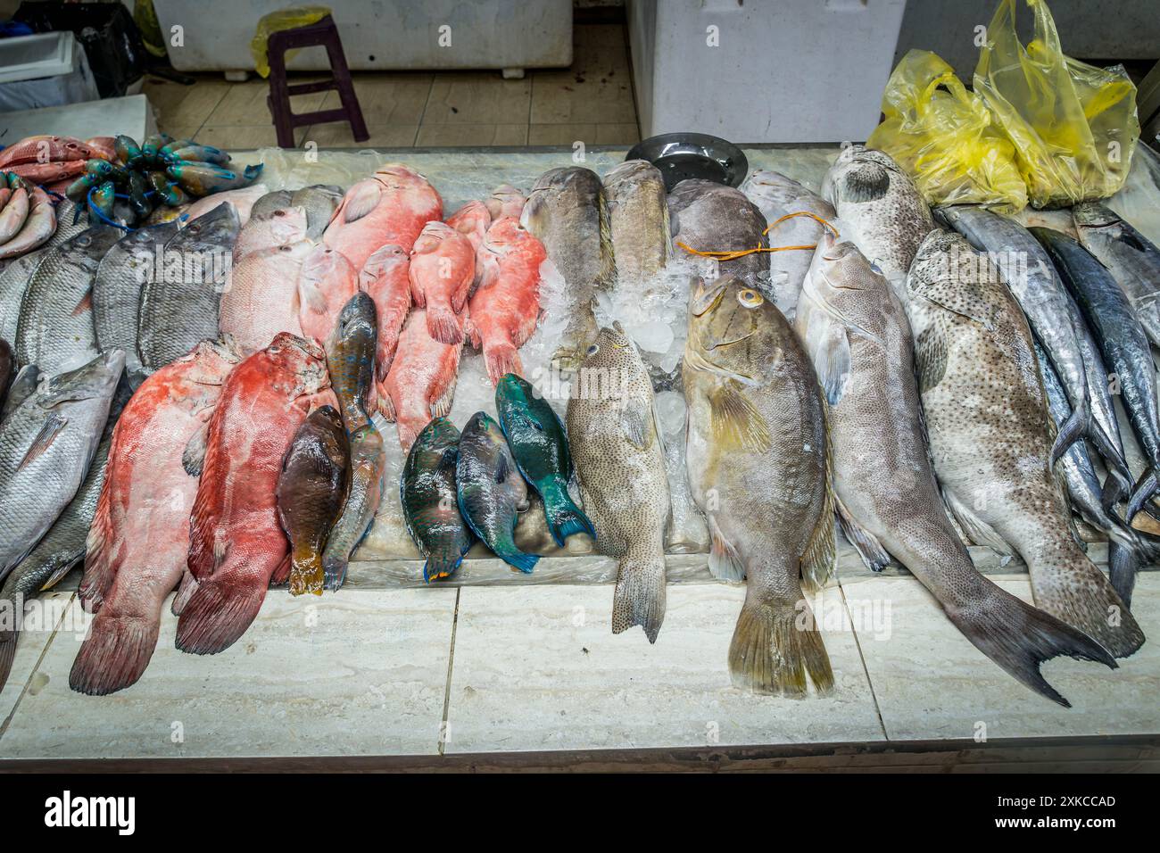 Fish, seafood, and lobsters, including exotic colorful fish from the ...