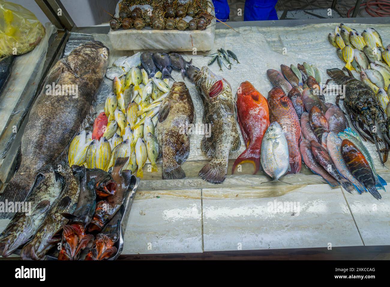 Fish, seafood, and lobsters, including exotic colorful fish from the ...