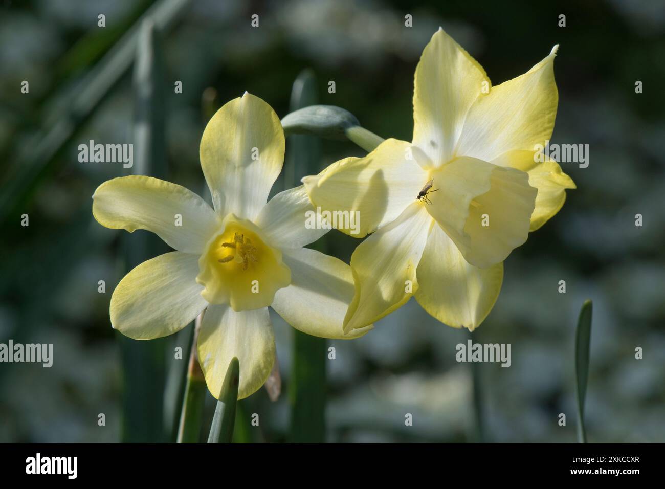 A jonquilla daffodil Narcissus 'Pipit' two tones of delicate yellow ...