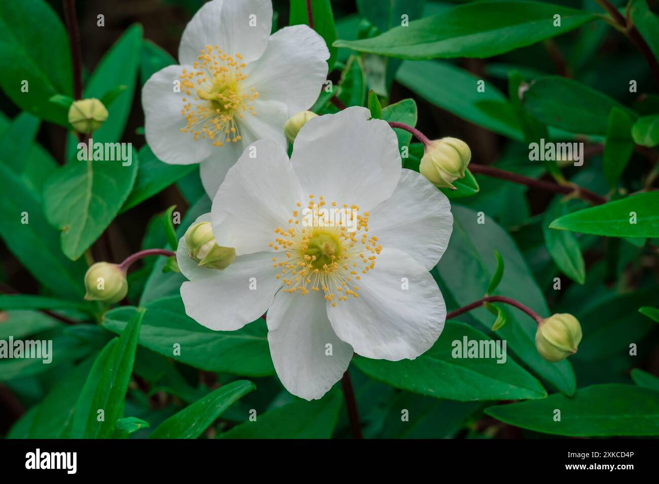 photo of summer flowers in the garden Stock Photo - Alamy
