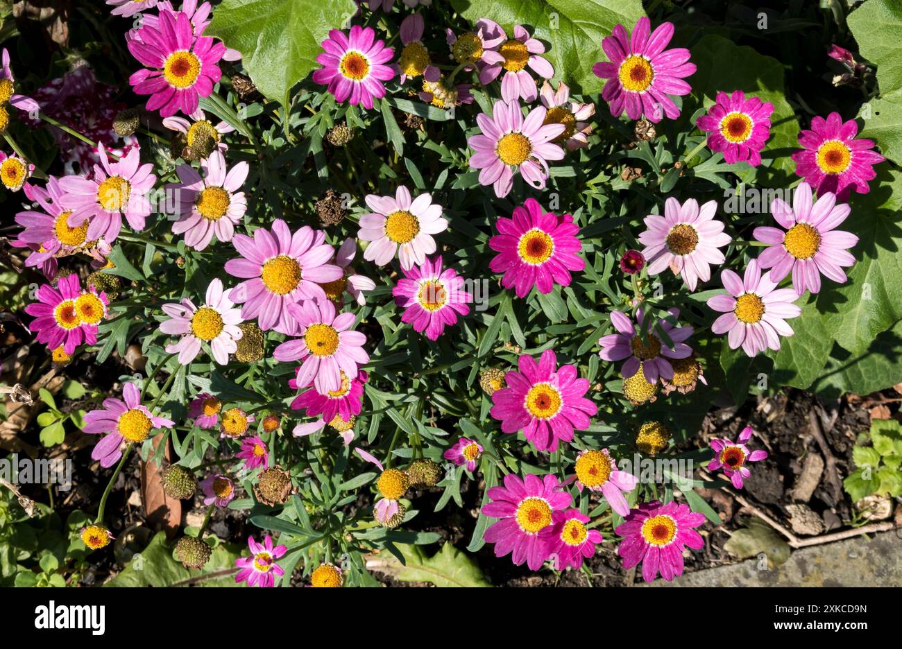 Marguerite argyranthemum frutescens asteraceae hi-res stock photography ...