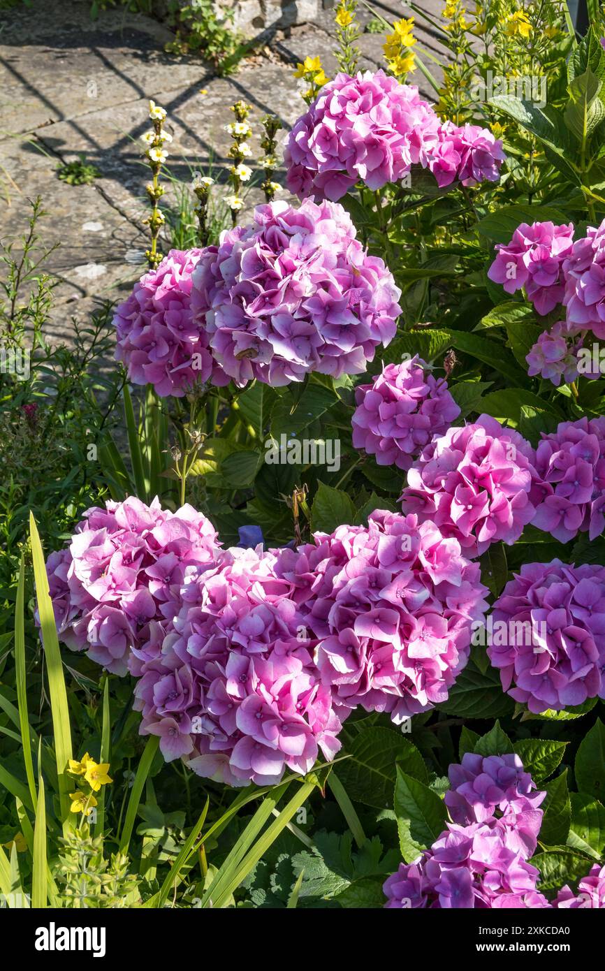 Large round flower hi-res stock photography and images - Alamy