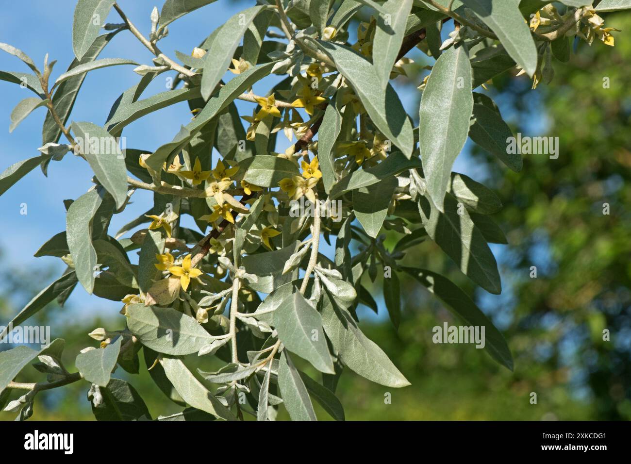 Eleagneaceae hi-res stock photography and images - Alamy