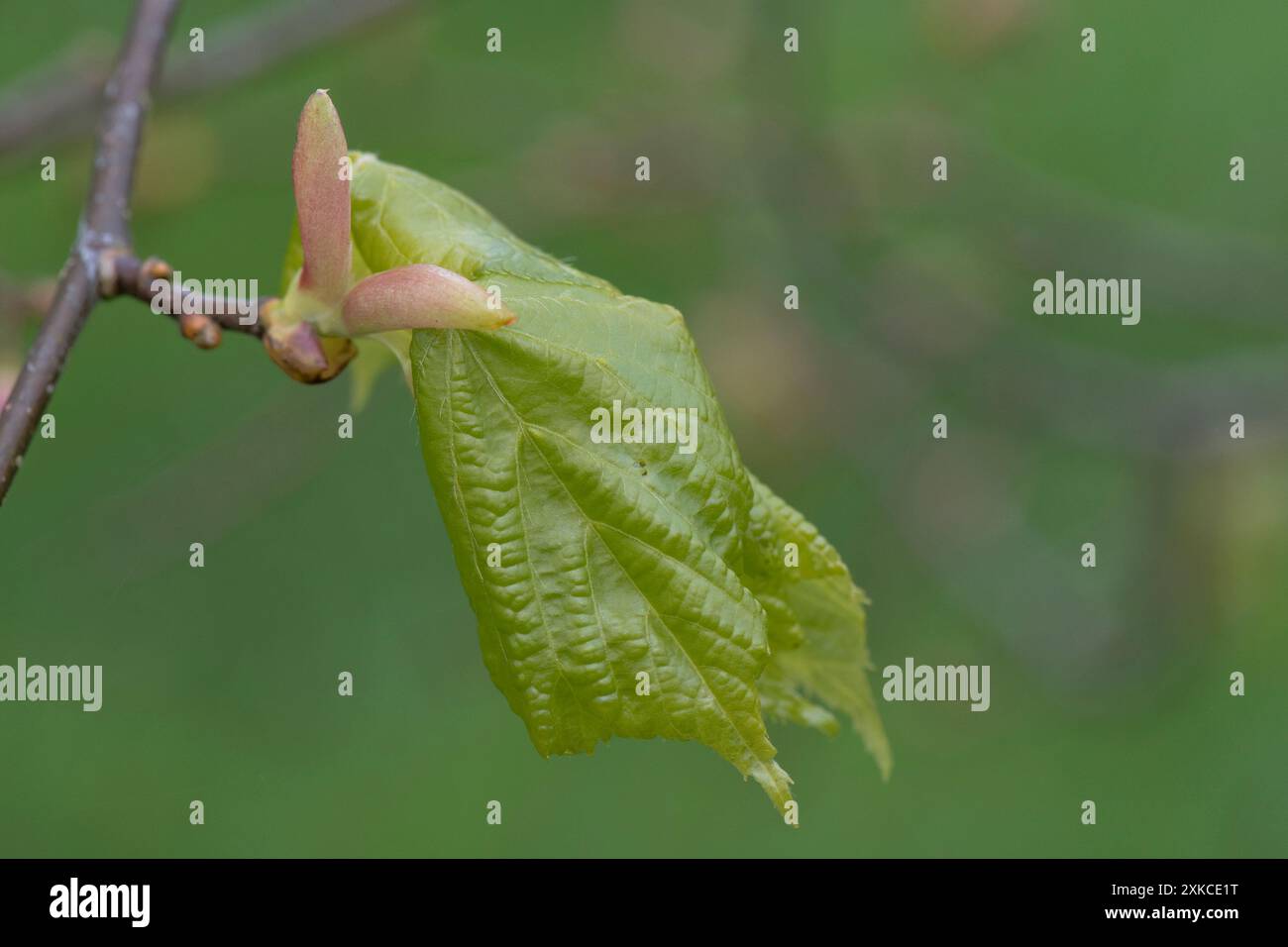 Young expanding small-leaved lime tree or linden leaves (Tilia cordata ...