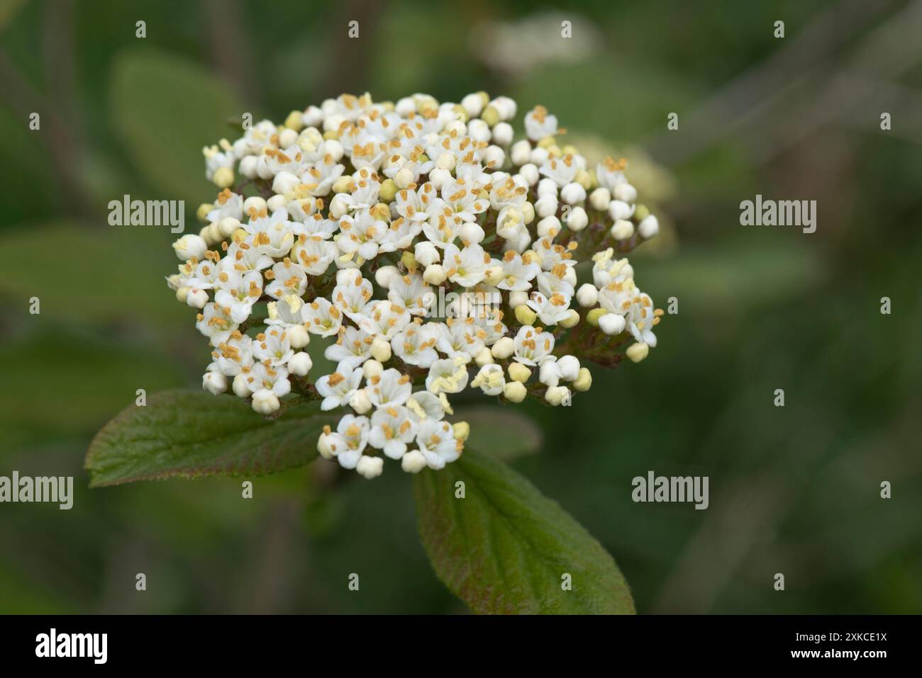 Dense white hermaphrodite flowers in a cyme of a wayfaring or wayfarer ...