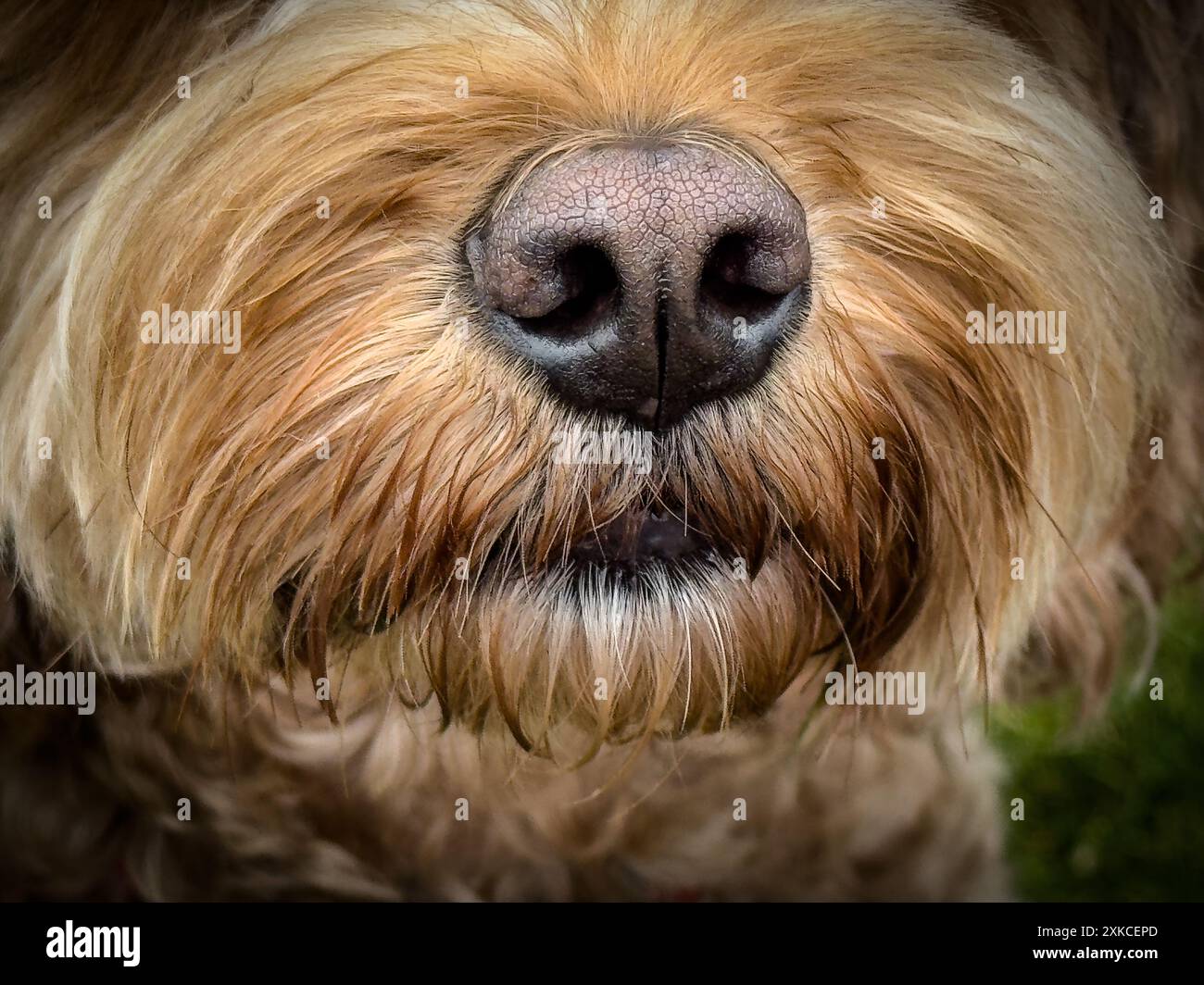 A closeup of the nose, mouth and facial hair of a young Cavapoo dog ...