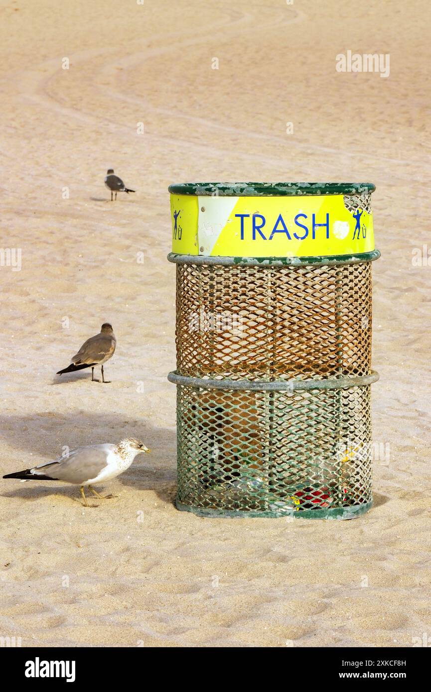 Sea birds scavenging around trash bins for waste food on a sandy beach ...
