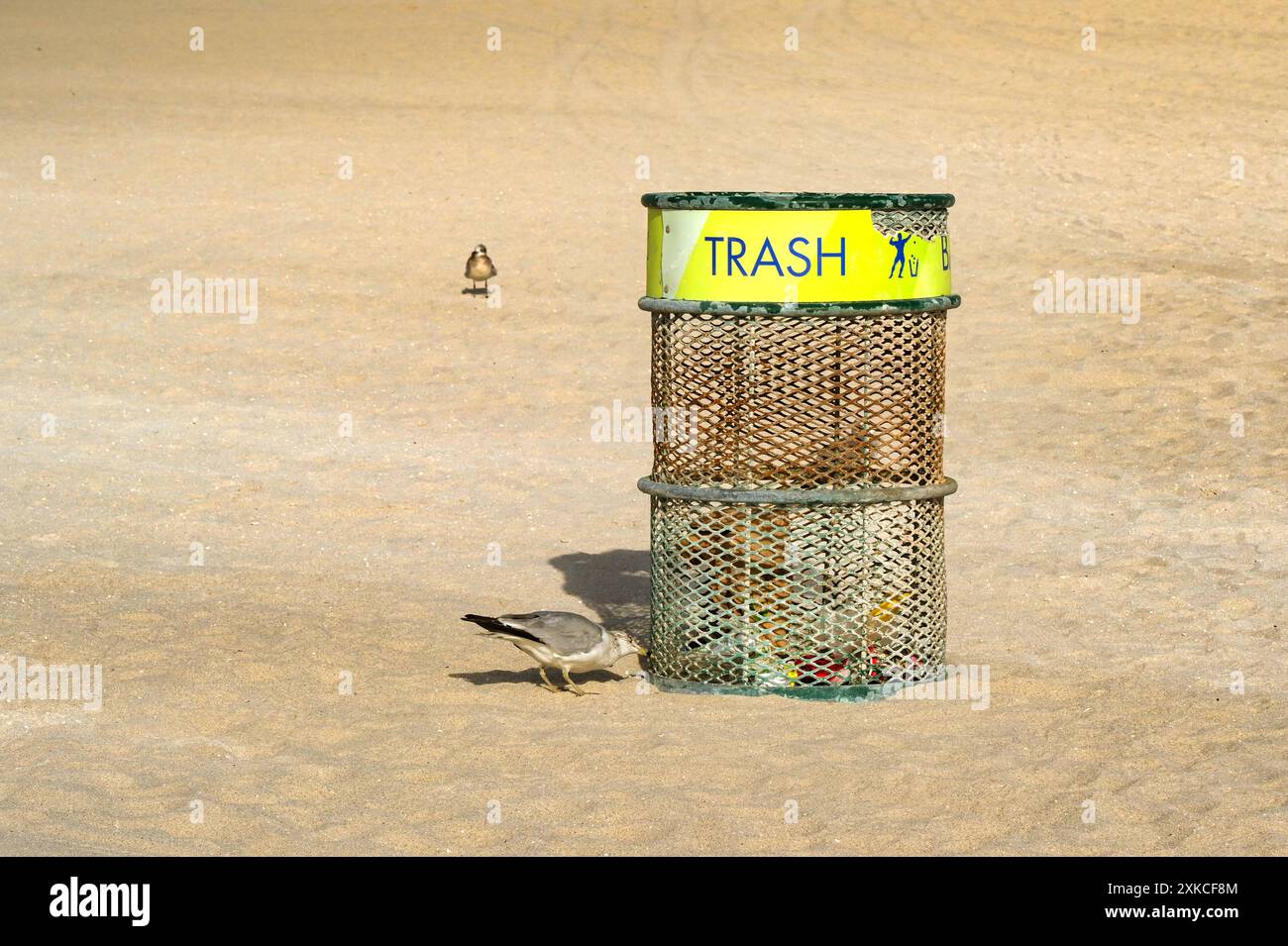 Sea birds scavenging around trash bins for waste food on a sandy beach ...